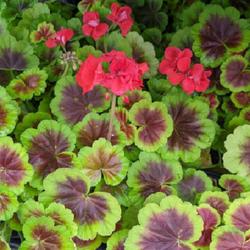 Geranium (Pelargonium 'Brocade Fire') in the Pelargoniums Database ...