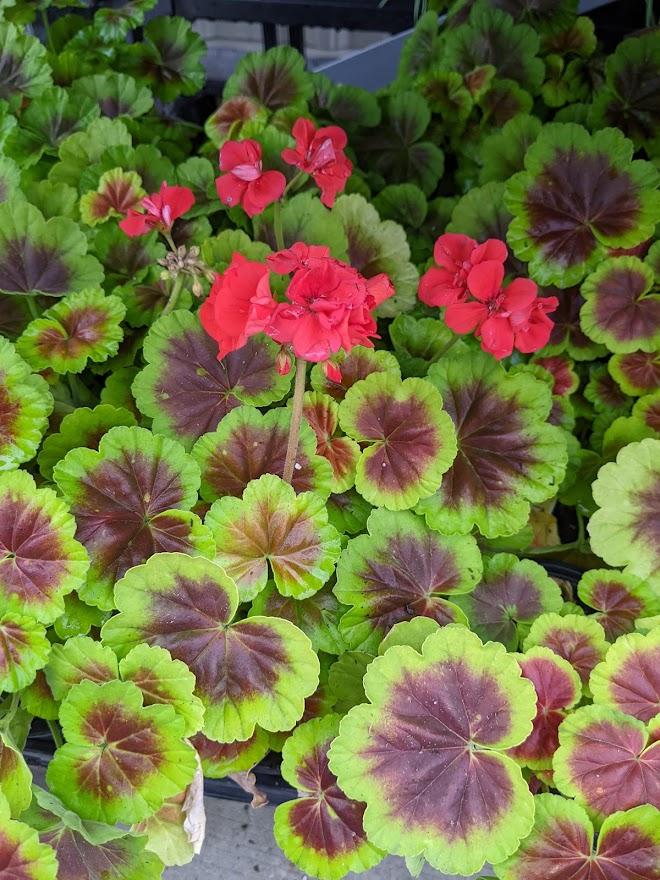 Photo of the entire plant of Geranium (Pelargonium 'Brocade Fire ...