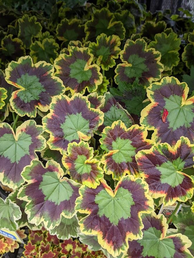 Photo of the leaves of Zonal Geranium (Pelargonium x hortorum 'Mrs ...