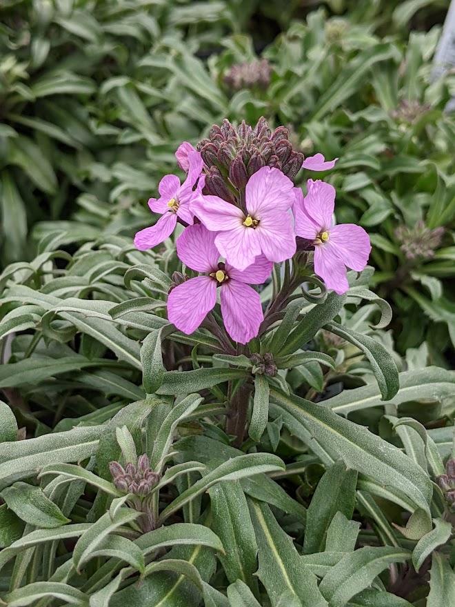 Wallflower (Erysimum linifolium 'Bowles Me Away') - Garden.org