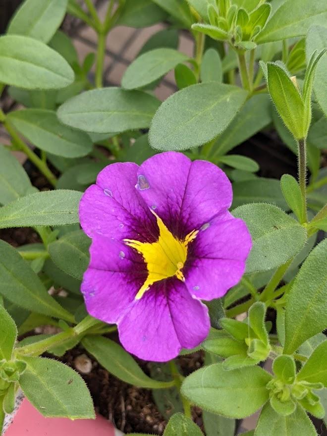 Million Bells (Calibrachoa TikTok® Blue) in the Calibrachoas Database ...