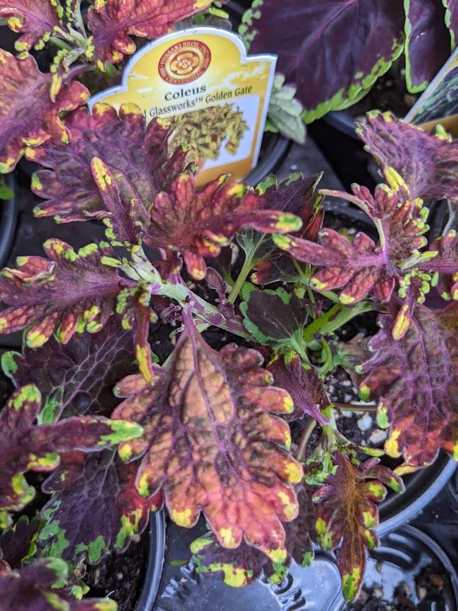 Photo of the leaves of Coleus (Coleus scutellarioides Stained ...