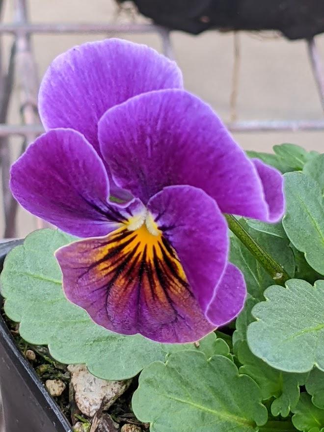 Photo of the bloom of Violet (Viola cornuta Penny™ Violet Tiger Face ...