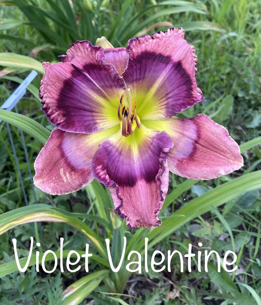 Daylily (Hemerocallis 'Violet Valentine') in the Daylilies Database ...