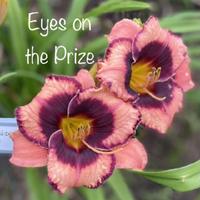 Daylily (Hemerocallis 'Eyes on the Prize') in the Daylilies Database - Garden.org