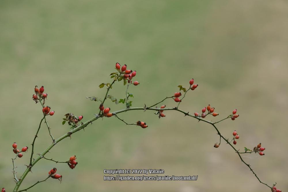 Photo of the fruit of Eglantine (Rosa rubiginosa) posted by bootandall ...