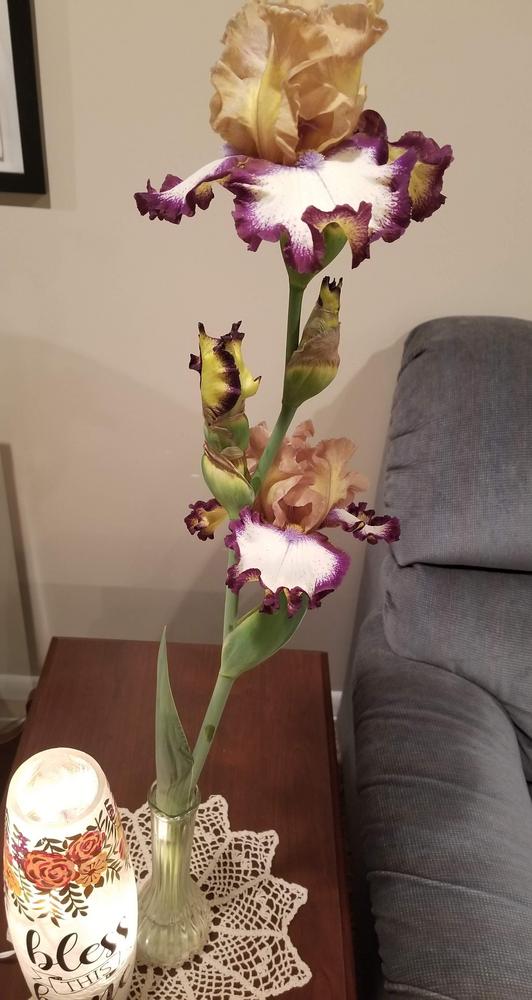 Photo of the bloom of Tall Bearded Iris (Iris 'Safe and Sound') posted ...