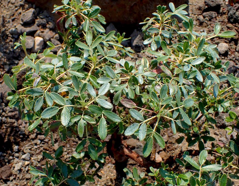 Photo of the entire plant of Polylepis tomentella posted by scvirginia ...