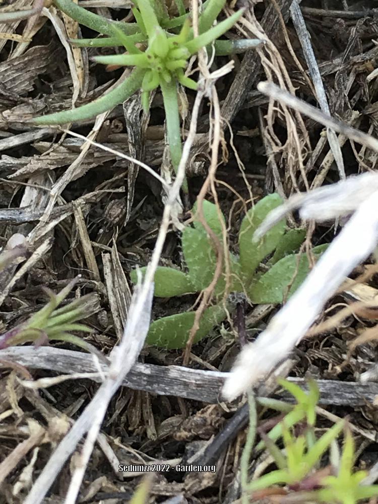 Photo of the entire plant of Whitlow Grass (Draba verna) posted by ...
