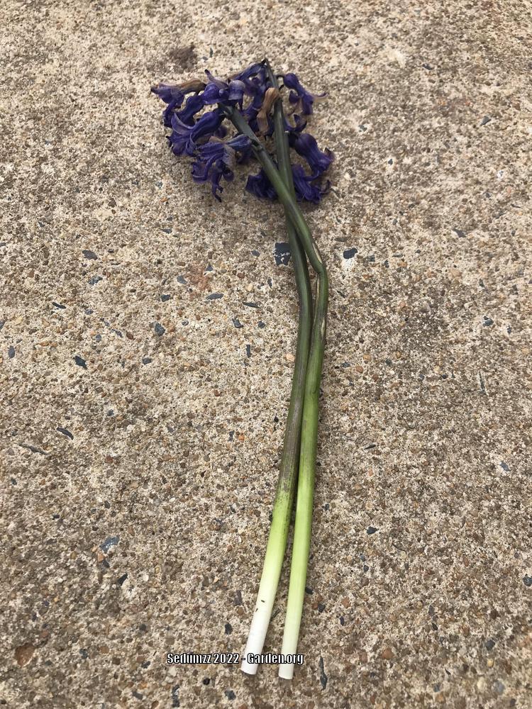 Photo of the stem, scape, stalk or bark of Dutch Hyacinth (Hyacinthus ...