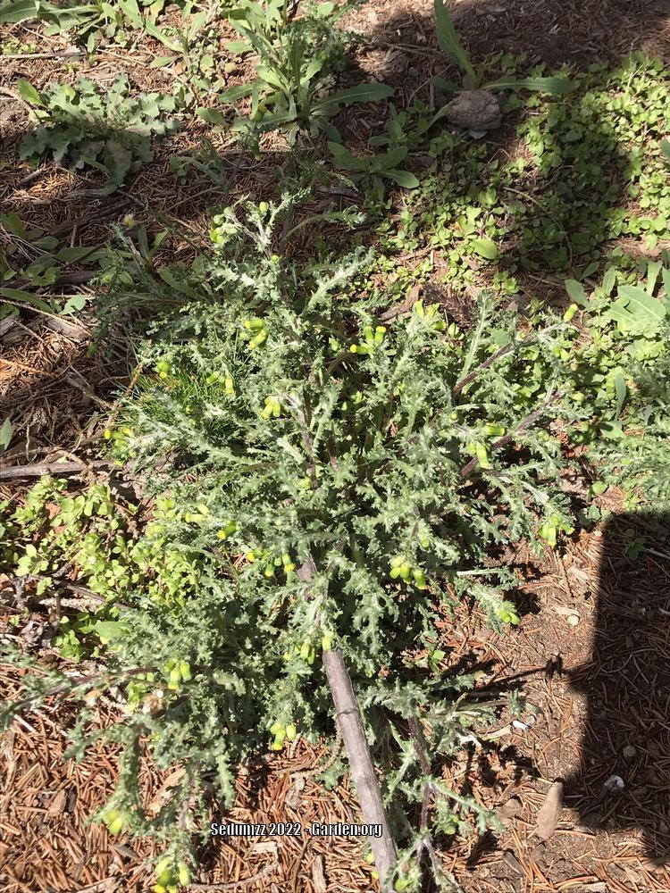Photo of the entire plant of Common Groundsel (Senecio vulgaris) posted ...