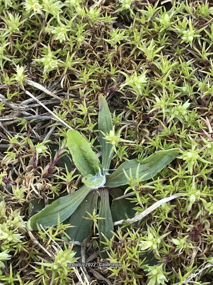 Photo of the entire plant of Plantago posted by sedumzz - Garden.org