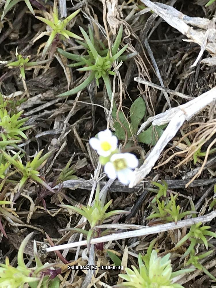Photo of the entire plant of Whitlow Grass (Draba verna) posted by ...