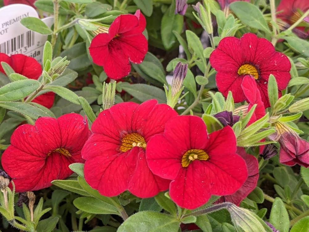 Million Bells (Calibrachoa Cabaret™ Red) in the Calibrachoas Database ...