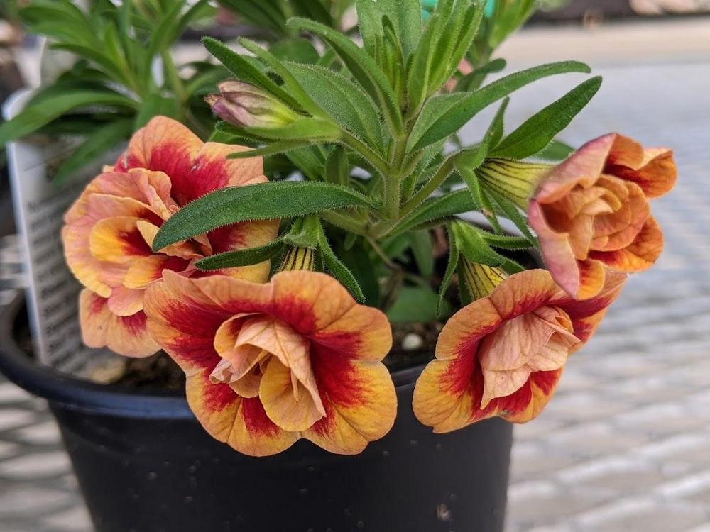 Million Bells (Calibrachoa MiniFamous Double™ OrangeTastic) in the ...