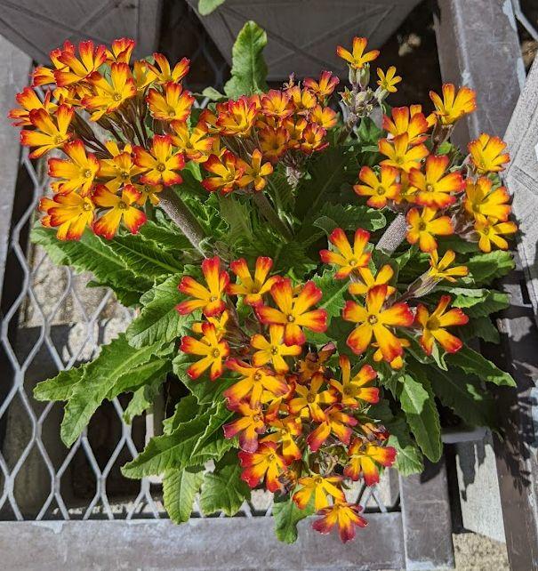 Photo of the bloom of Primrose (Primula vulgaris 'Oakleaf Yellow ...