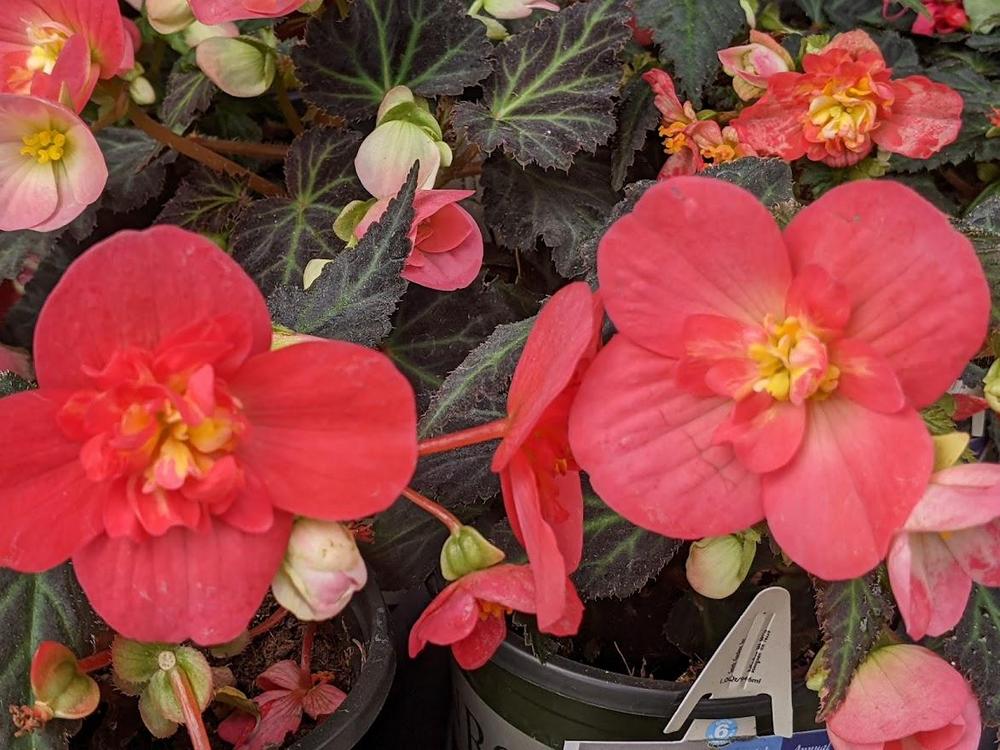 Photo of the entire plant of Begonia (Begonia x hybrida I'Conia® First ...