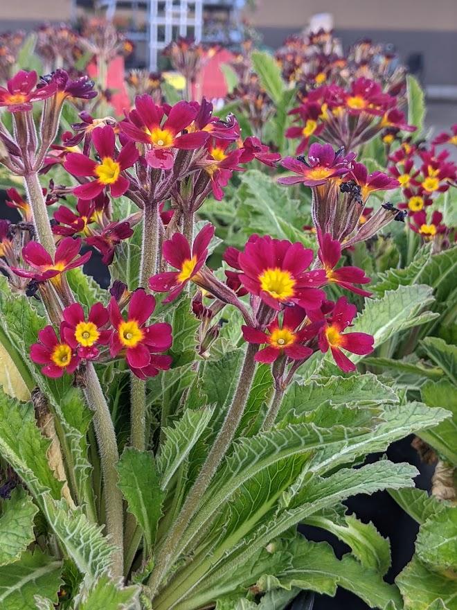 Primrose (Primula vulgaris 'Oakleaf Magenta') in the Primroses Database ...