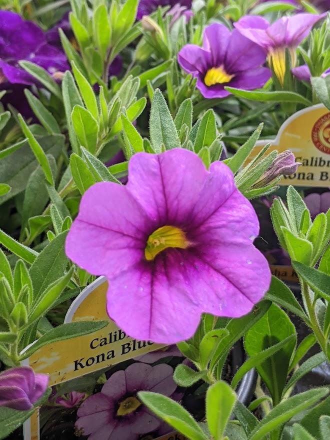 Million Bells (Calibrachoa Aloha® Kona Blue Sky) in the Calibrachoas ...