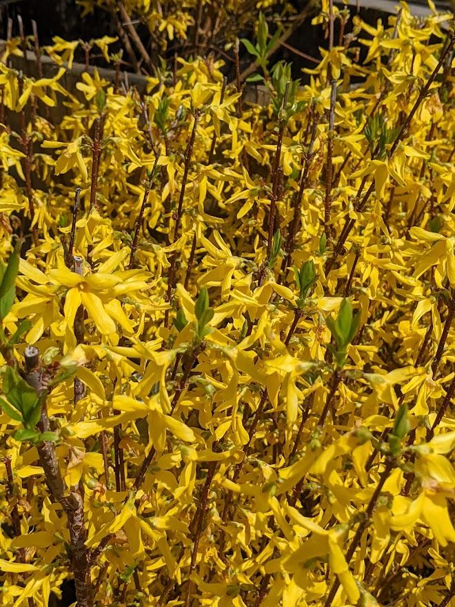 Photo of the bloom of Border Forsythia (Forsythia x intermedia 'Lynwood ...