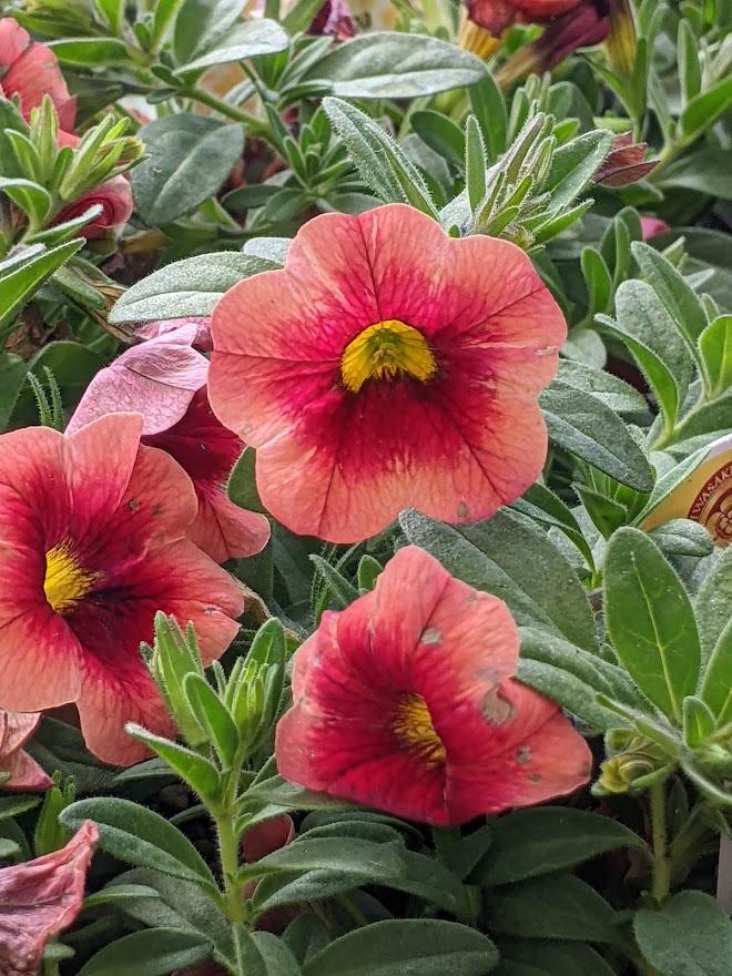 Million Bells (Calibrachoa Aloha® Hula Orange) in the Calibrachoas ...
