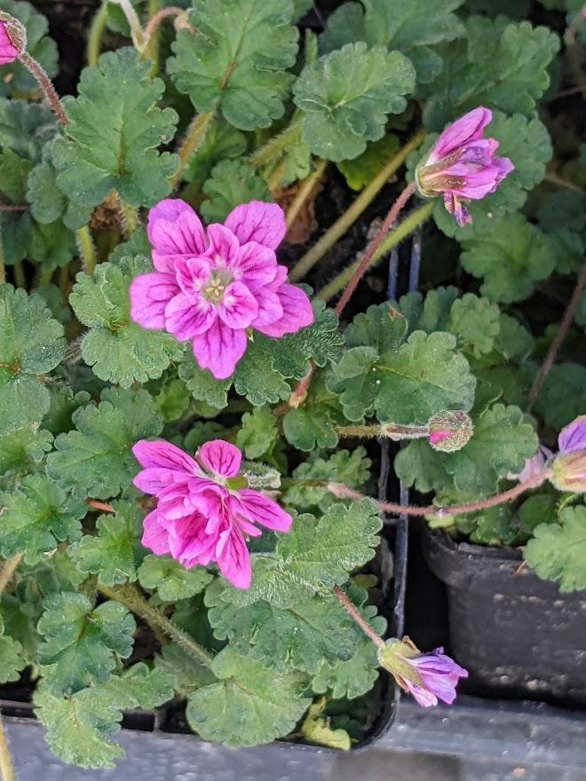 Alpine Geranium (Erodium 'Flore Pleno') in the Erodiums Database ...