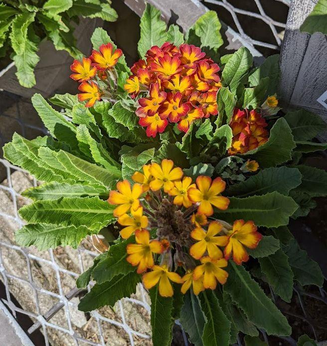 Photo of the entire plant of Primrose (Primula vulgaris 'Oakleaf Yellow ...