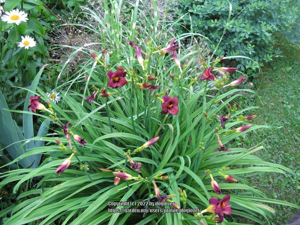 Photo of the entire plant of Daylily (Hemerocallis 'Little Grapette ...