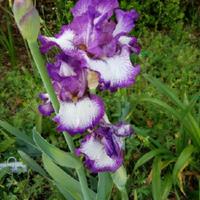 Tall Bearded Iris (Iris 'Berry Ripple') in the Irises Database - Garden.org