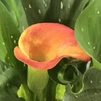 Photo of the bloom of Calla Lily (Zantedeschia 'Mango') posted by ...
