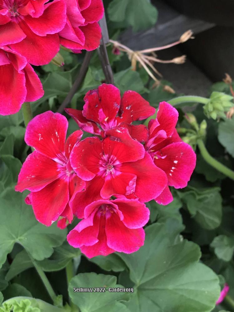 Photo of the bloom of Zonal Geranium (Pelargonium x hortorum) posted by ...