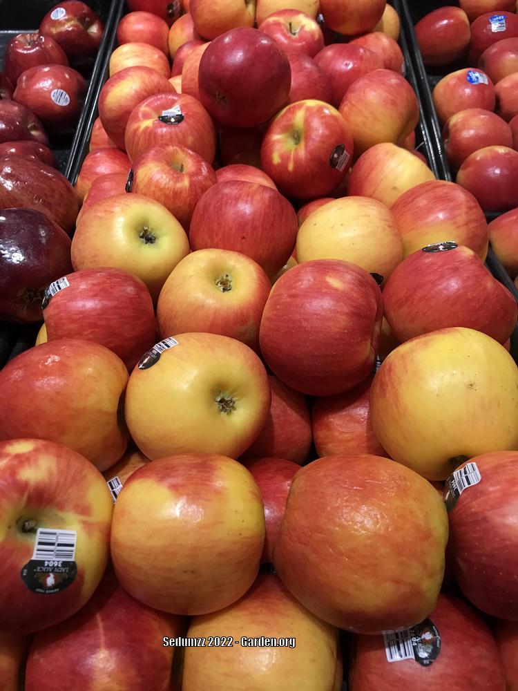 Apple (Malus 'Lady Alice') in the Apples Database - Garden.org