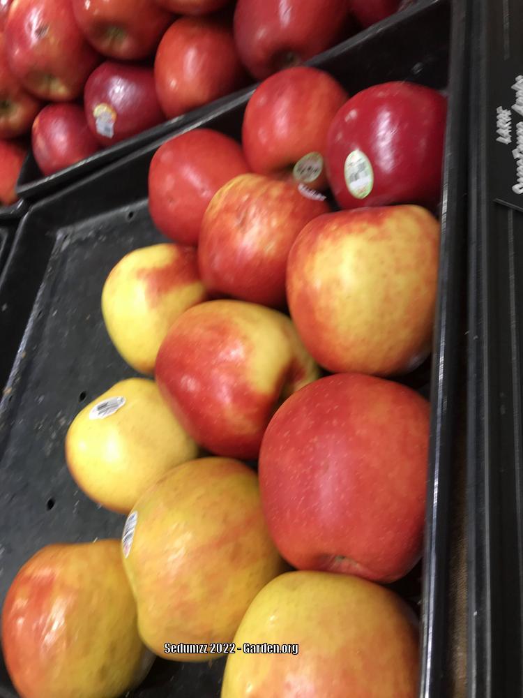 Apple (Malus domestica SweeTango®) in the Apples Database - Garden.org