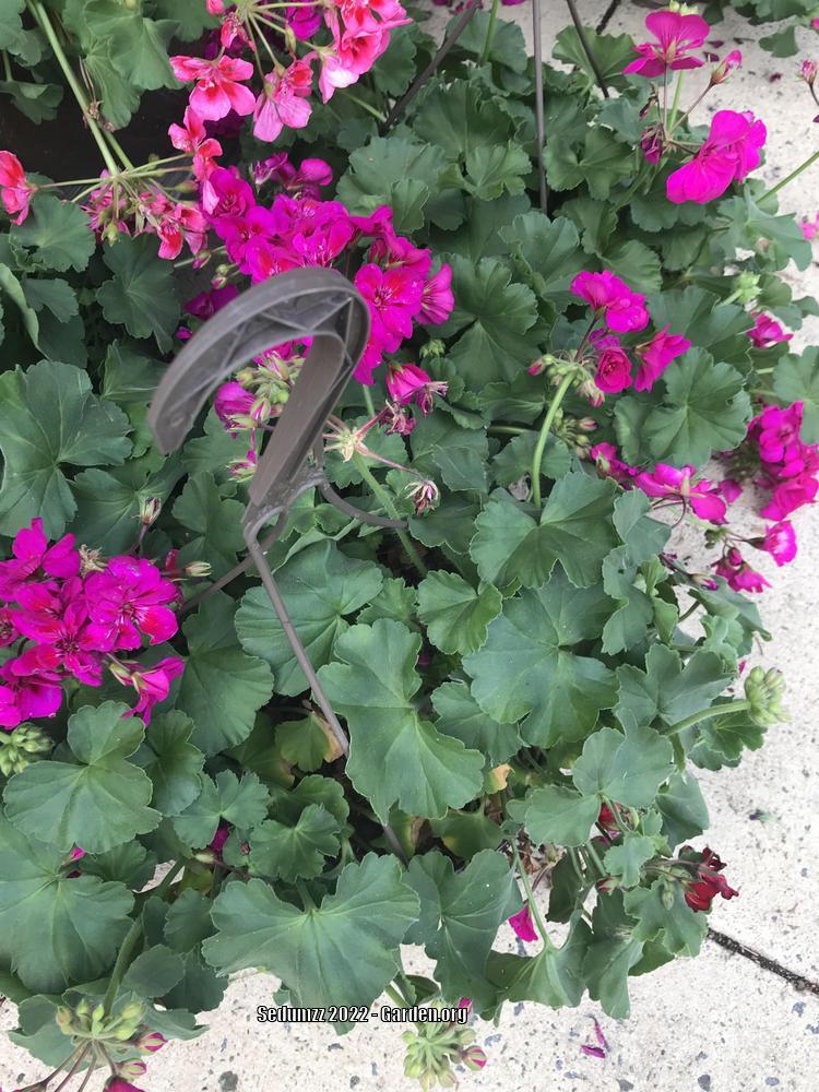 Photo of the entire plant of Zonal Geranium (Pelargonium x hortorum ...