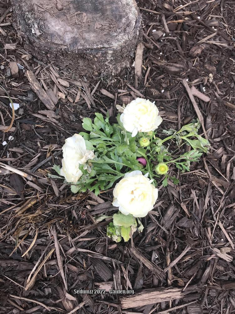 Photo of the entire plant of Ranunculus 'Aviv White' posted by sedumzz ...