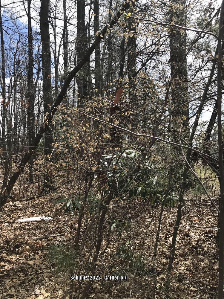 Photo of the entire plant of Elliott's Blueberry (Vaccinium elliottii ...