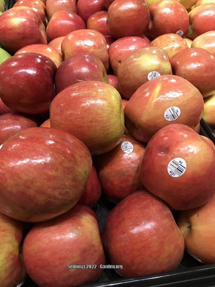 Apple (Malus domestica 'Fuji') in the Apples Database - Garden.org