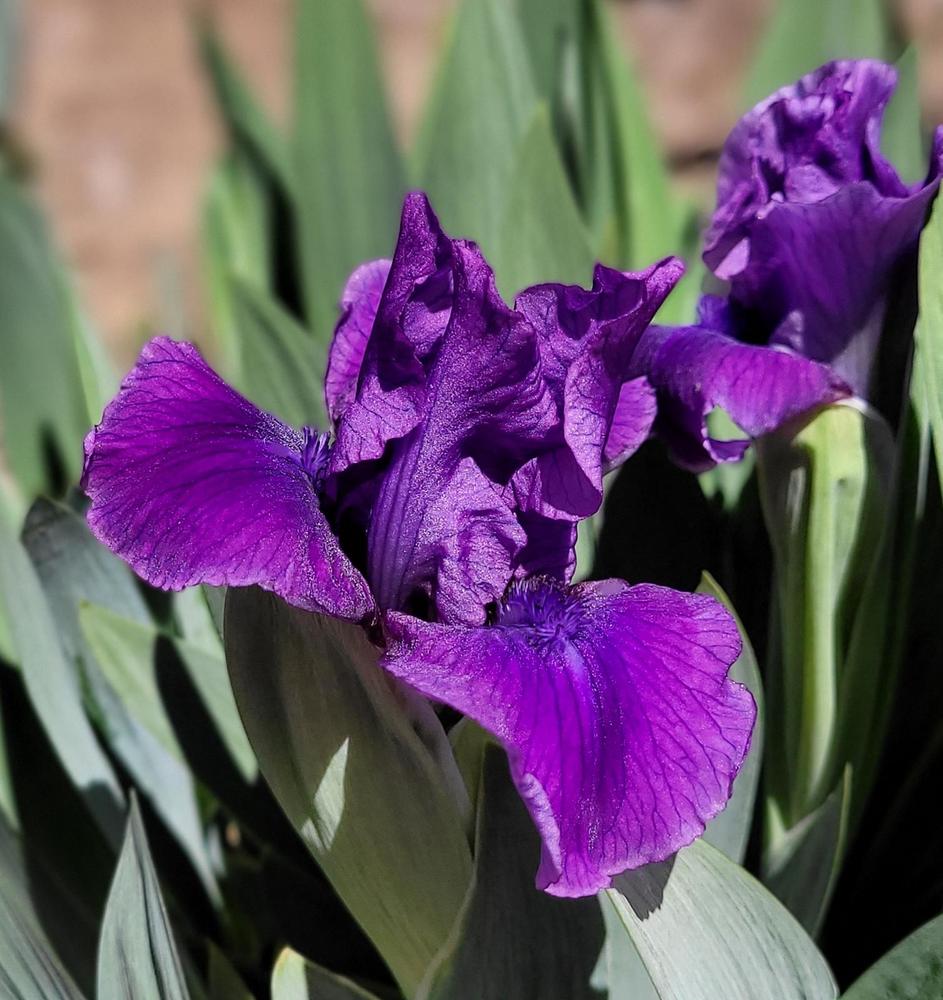 Photo of the bloom of Standard Dwarf Bearded Iris (Iris 'Plum Twist') posted by Bitoftrouble ...