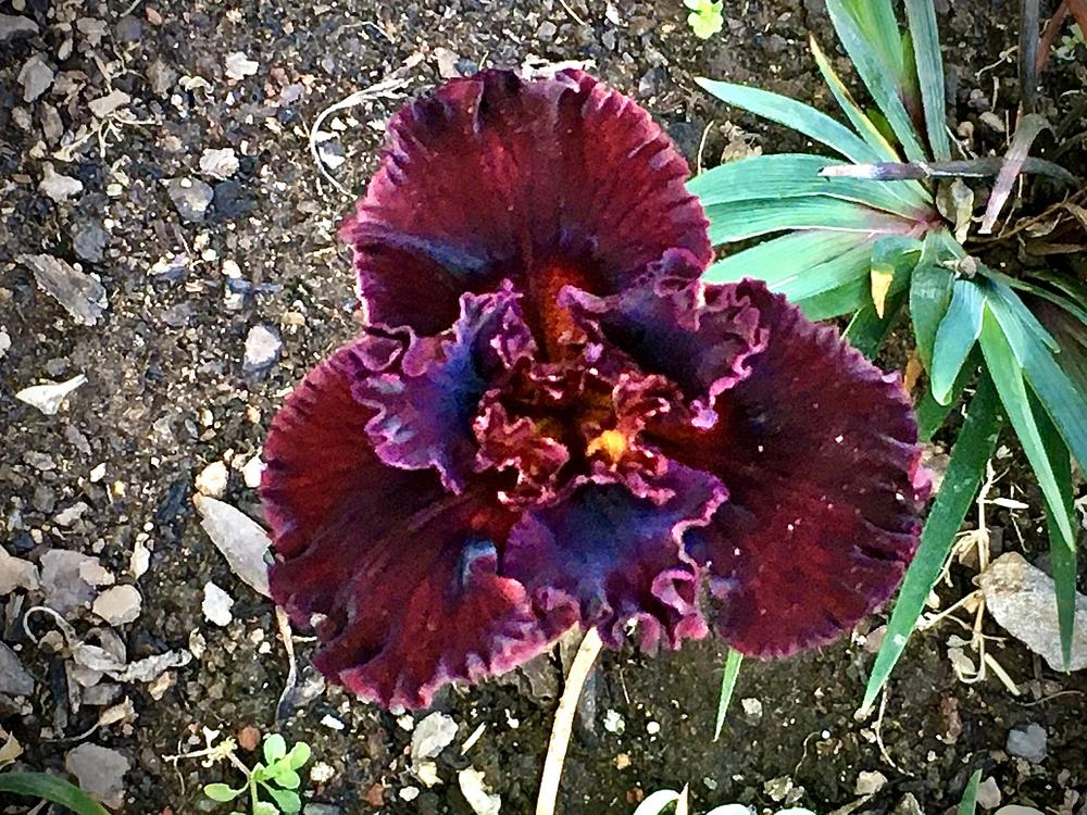 Pacific Coast Iris (Iris 'Red Zone') in the Irises Database - Garden.org