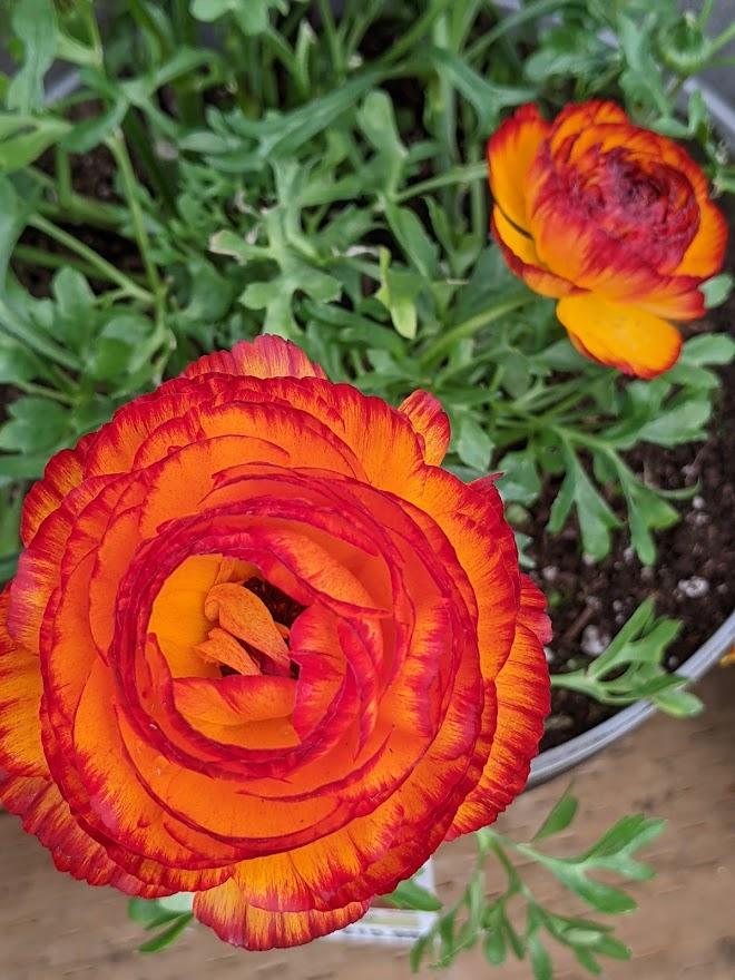 Photo of the bloom of Persian Buttercup (Ranunculus 'Mache Fire ...