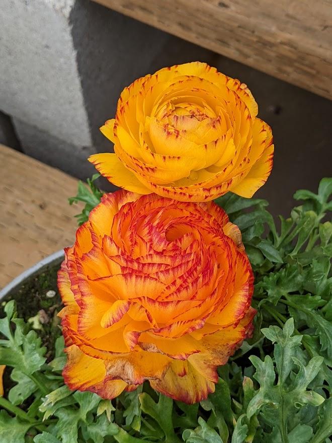 Photo of the bloom of Persian Buttercup (Ranunculus 'Mache Fire ...