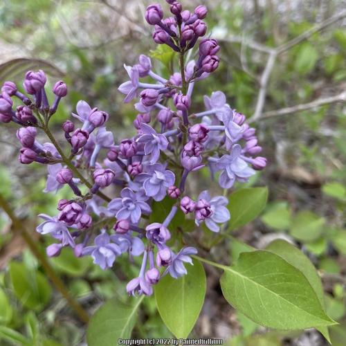 Lilac (Syringa x hyacinthiflora Scentara® Double Blue) in the Lilacs ...