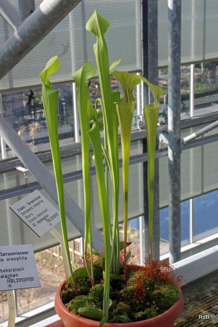 Photo of the entire plant of Oreo Pitcher Plant (Sarracenia oreophila ...