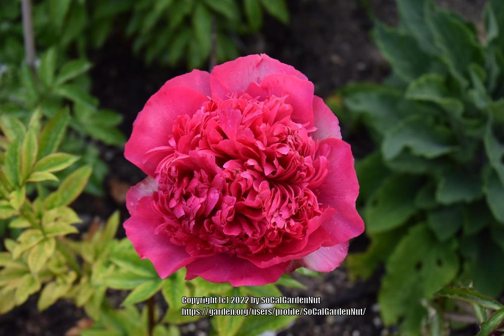 Photo of the bloom of Peony (Paeonia 'Command Performance') posted by ...