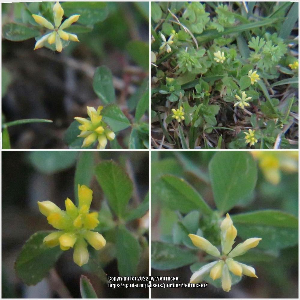 Photo of the entire plant of Lesser Yellow Trefoil (Trifolium dubium ...