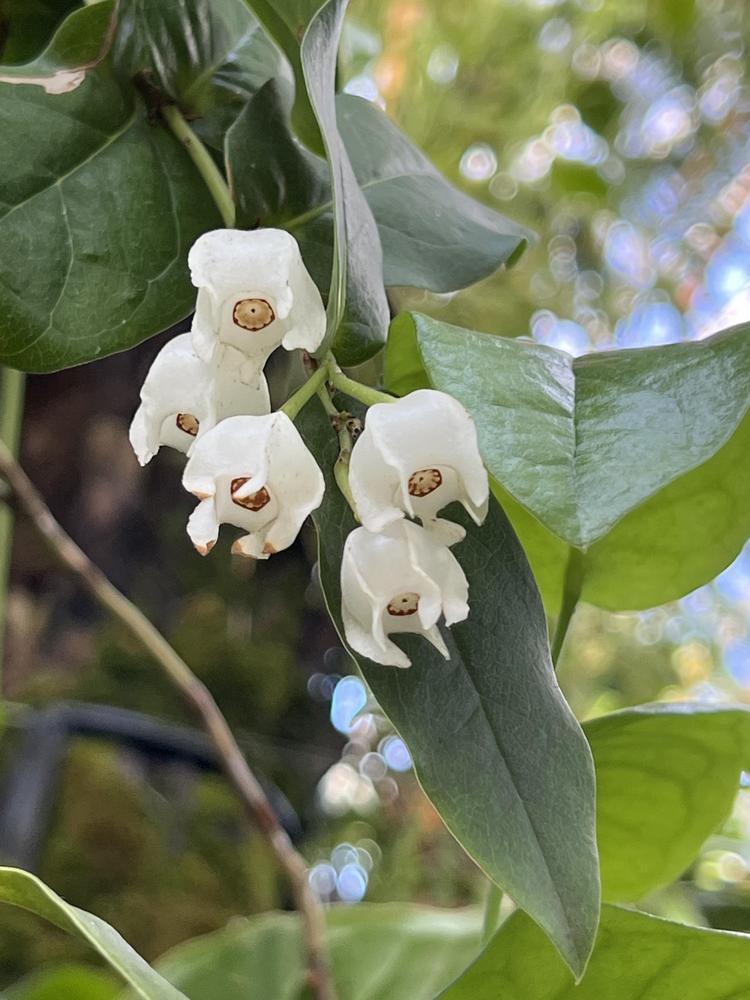 Tropical Blueberry (Macleania pentaptera) - Garden.org
