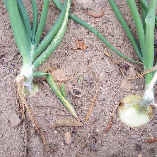 Short Day Onion (Allium cepa 'Fast Track') in the Onions Database ...