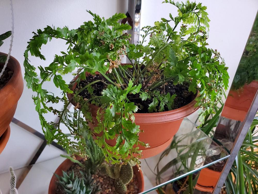 Mother Fern Black Roots in the Ask a Question forum - Garden.org