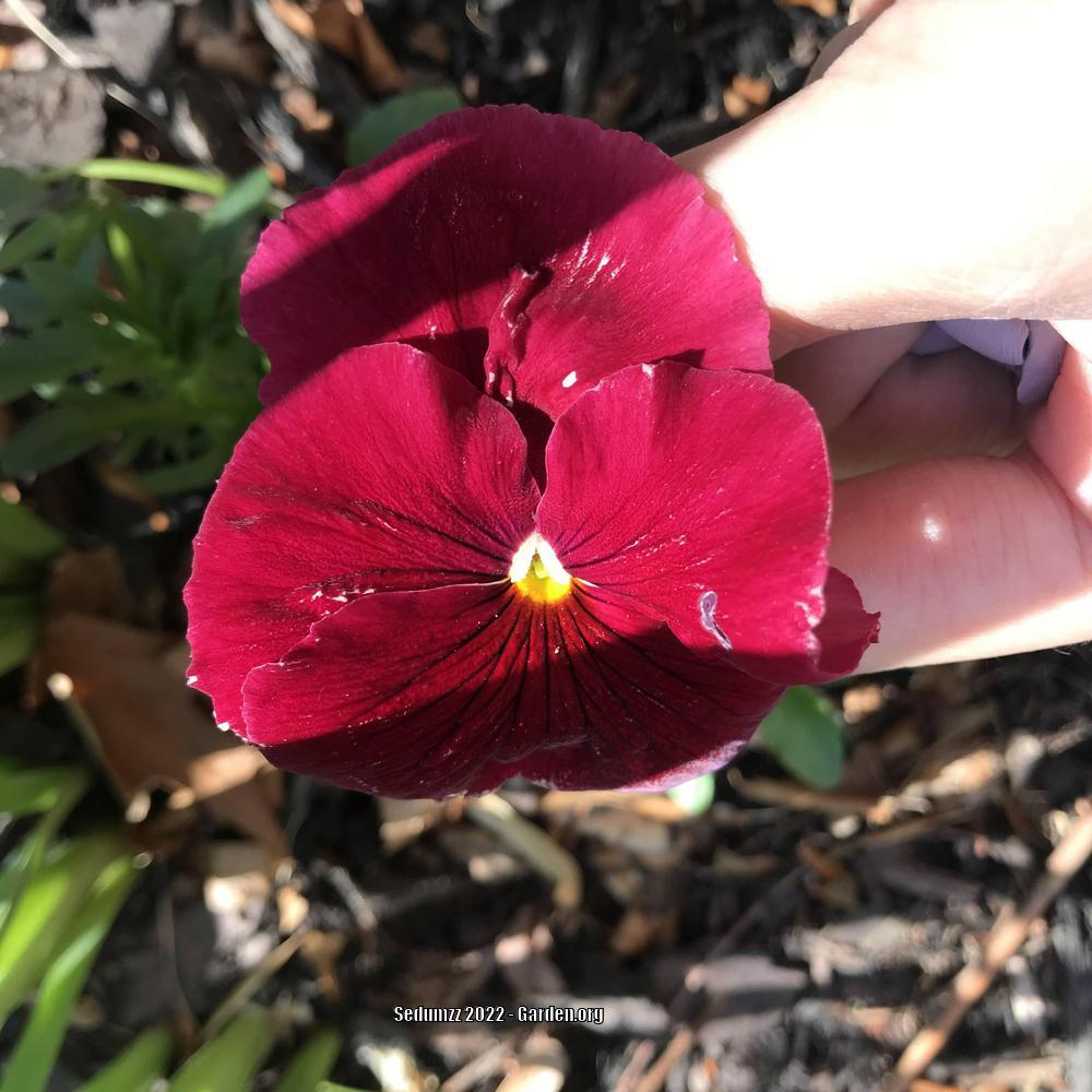 Pansy (Viola x wittrockiana Delta™ Monet Mix) in the Violas Database ...