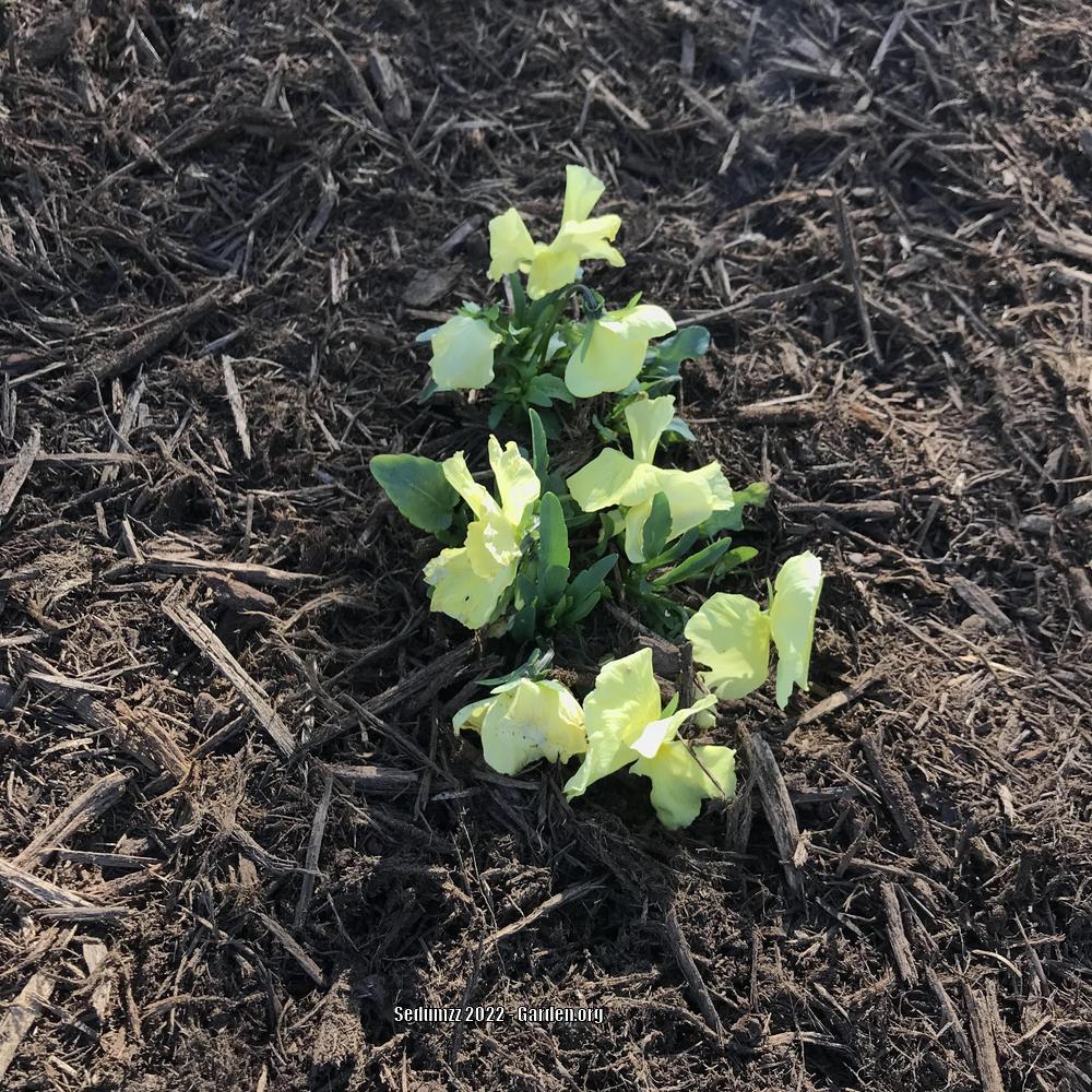 Photo of the entire plant of Pansy (Viola x wittrockiana 'Spring Matrix ...
